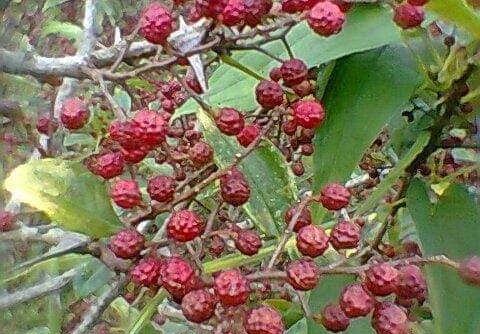 टिमुर In English |Meaning of Timur in English