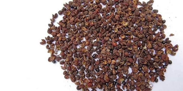 टिमुर In English |Meaning of Timur in English