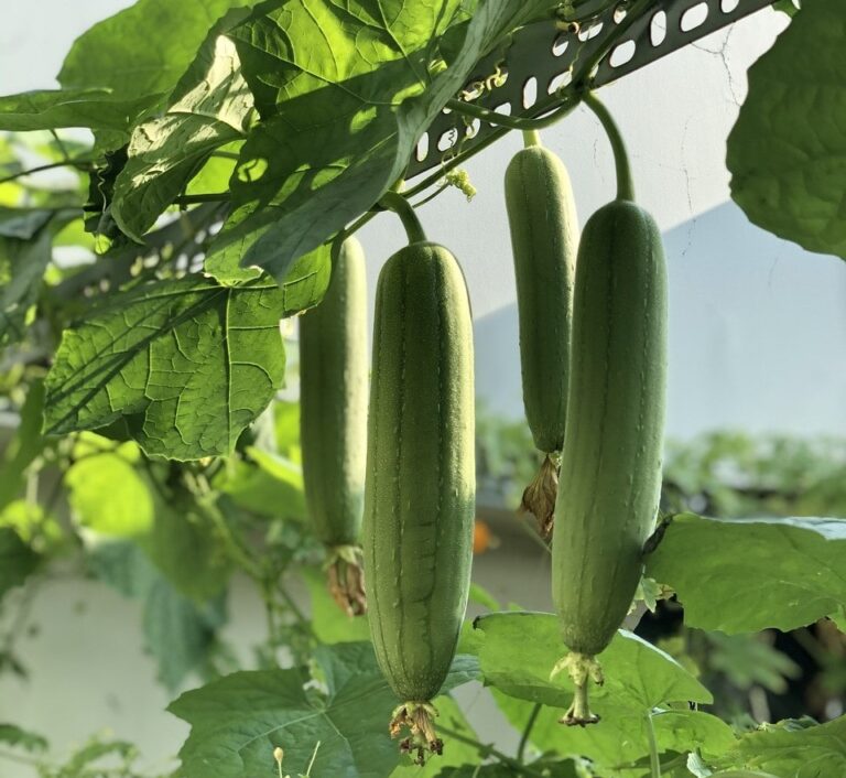 Ghiraula in English |घिरौंला in English Name